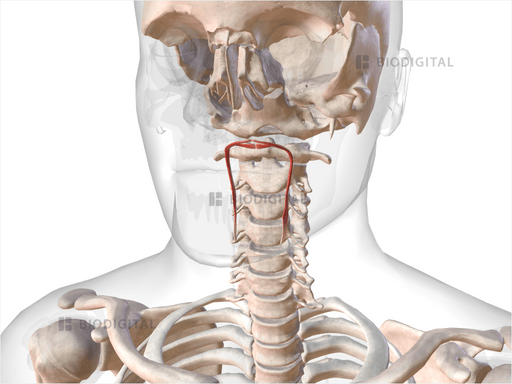 Palatopharyngeus | BioDigital Anatomy