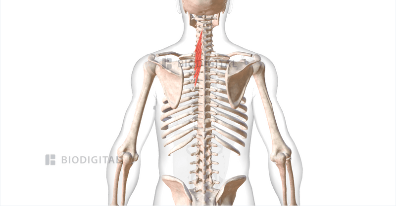 Spinalis Cervicis