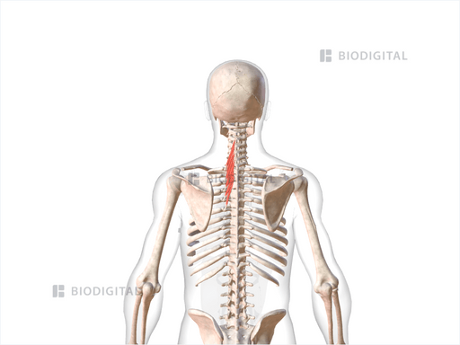 Left semispinalis cervicis | BioDigital Anatomy