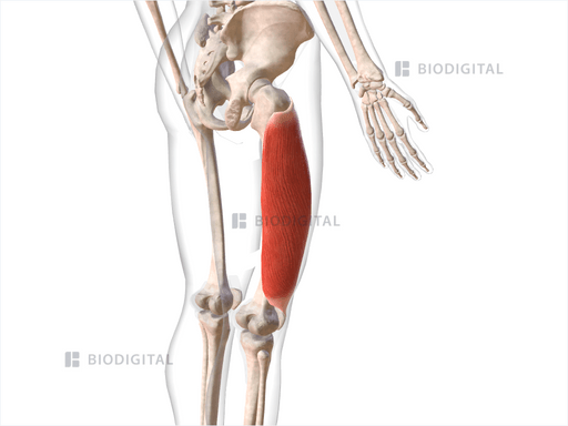 Right vastus lateralis | BioDigital Anatomy