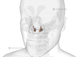 Inferior nasal concha | BioDigital Anatomy