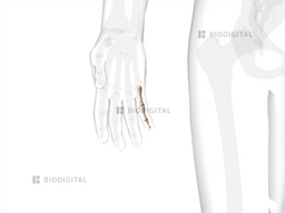 Phalanges of right little finger | BioDigital Anatomy