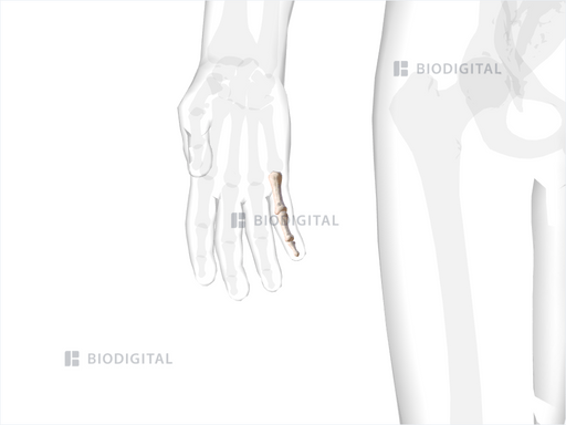 Phalanges of right little finger | BioDigital Anatomy