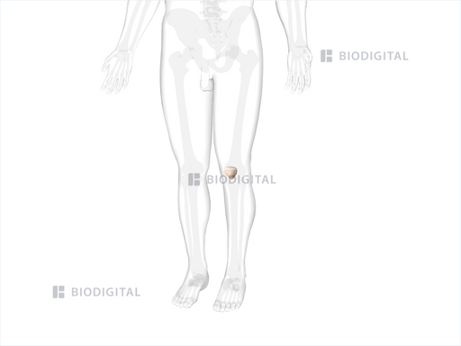 Left patella | BioDigital Anatomy