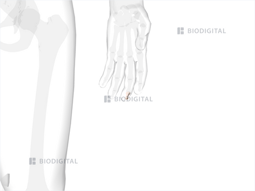 Distal phalanx of left middle finger | BioDigital Anatomy