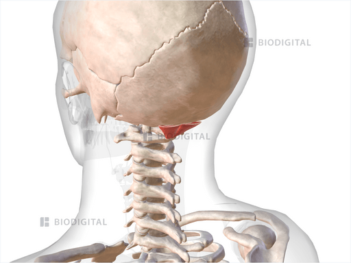 Rectus capitis posterior minor | BioDigital Anatomy