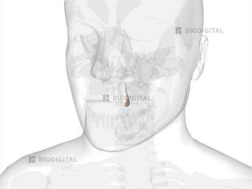 Left maxillary canine | BioDigital Anatomy