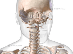 Right musculus uvulae | BioDigital Anatomy