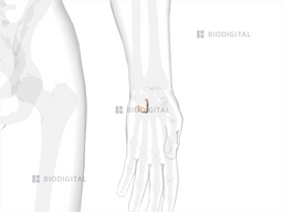 Left hamate | BioDigital Anatomy