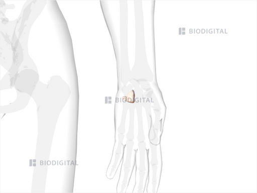 Left hamate | BioDigital Anatomy