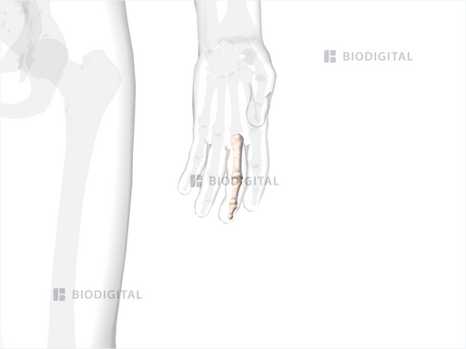 Phalanges of left middle finger | BioDigital Anatomy