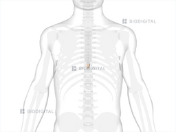 Xiphoid process | BioDigital Anatomy