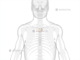 Manubrium of sternum | BioDigital Anatomy