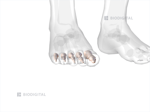 Phalanges of right foot | BioDigital Anatomy