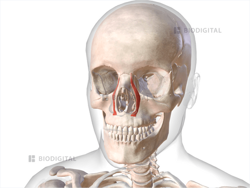 Levator labii superioris alaeque nasi | BioDigital Anatomy