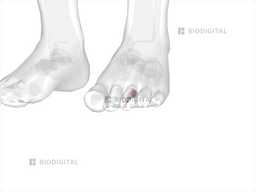 Phalanges of left third toe | BioDigital Anatomy