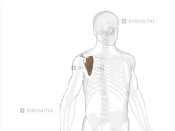 Right scapula | BioDigital Anatomy