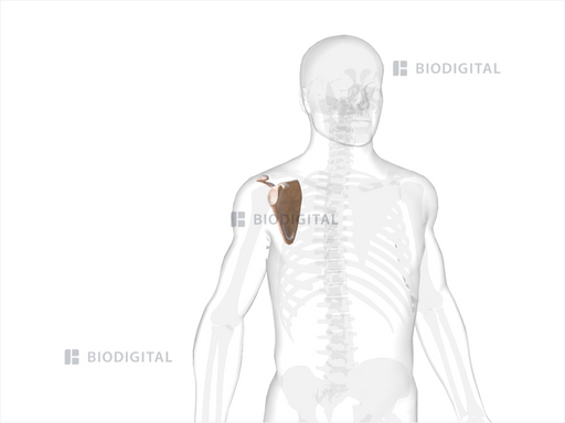 Right scapula | BioDigital Anatomy
