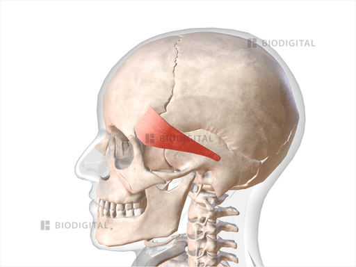 Left auricularis anterior | BioDigital Anatomy
