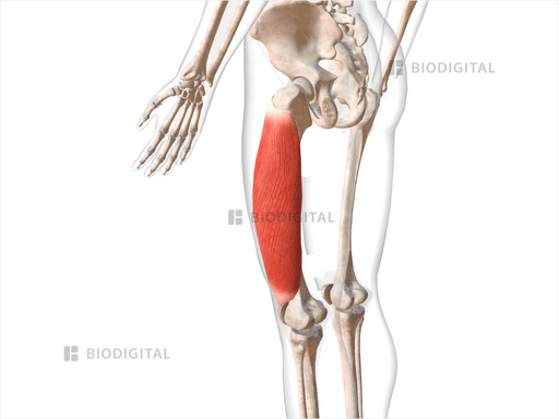 Left vastus lateralis | BioDigital Anatomy