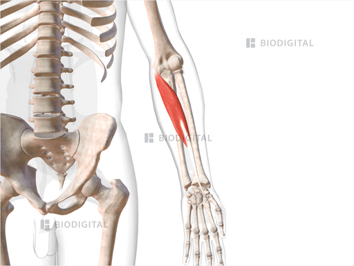 Left flexor carpi radialis | BioDigital Anatomy