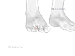 Phalanges of right third toe | BioDigital Anatomy