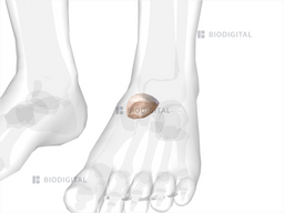 Left navicular | BioDigital Anatomy