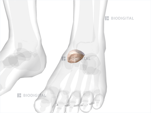 Left navicular | BioDigital Anatomy