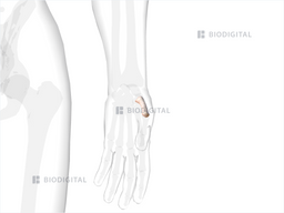 Left first metacarpal | BioDigital Anatomy