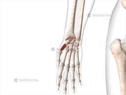 Right opponens pollicis | BioDigital Anatomy