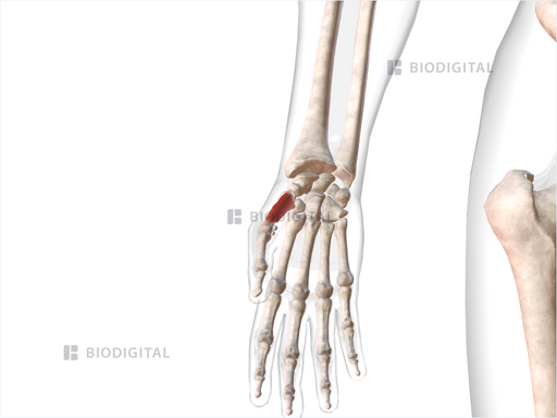 Right opponens pollicis | BioDigital Anatomy