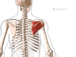 Muscles of right rotator cuff | BioDigital Anatomy