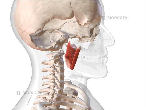 Right medial pterygoid | BioDigital Anatomy