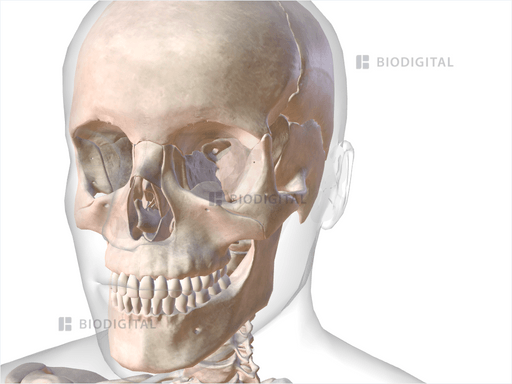 Left tensor tympani | BioDigital Anatomy Left tensor tympani | BioDigital Anatomy