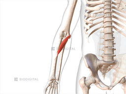 Right pronator teres | BioDigital Anatomy