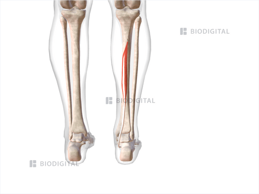 Right flexor digitorum longus | BioDigital Anatomy