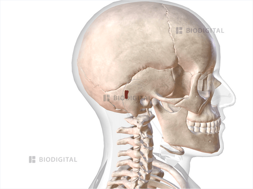 Right transverse muscle of auricle | BioDigital Anatomy