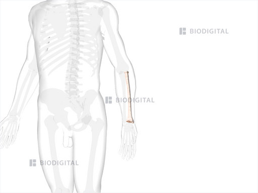 Left radius | BioDigital Anatomy