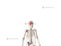 Right frontalis | BioDigital Anatomy