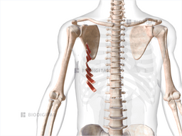 Right subcostales | BioDigital Anatomy