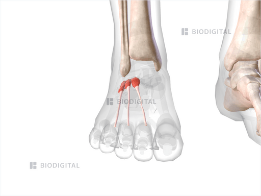 Right extensor digitorum brevis | BioDigital Anatomy