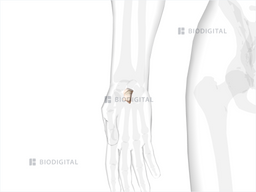 Right capitate | BioDigital Anatomy