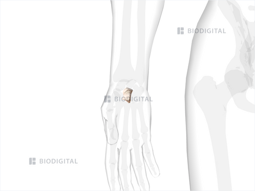 Right capitate | BioDigital Anatomy