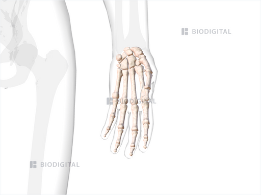 Bones of left hand and wrist | BioDigital Anatomy