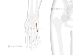 Right fifth metacarpal | BioDigital Anatomy