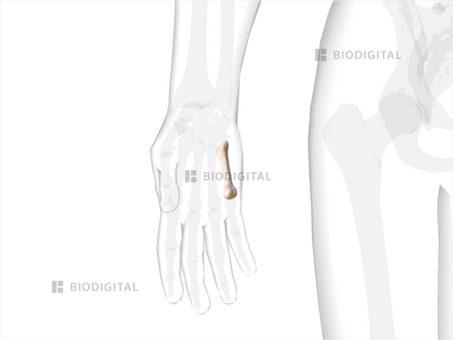 Right fifth metacarpal | BioDigital Anatomy