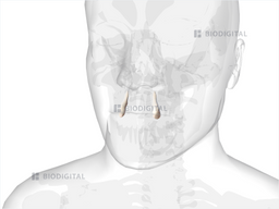 Maxillary canine | BioDigital Anatomy