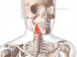 Right depressor anguli oris | BioDigital Anatomy