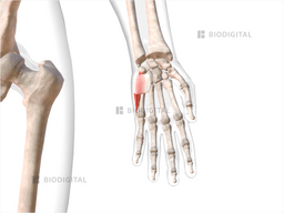 Hypothenar muscles of left hand | BioDigital Anatomy