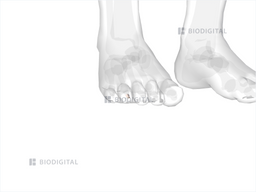 Distal phalanx of right fourth toe | BioDigital Anatomy